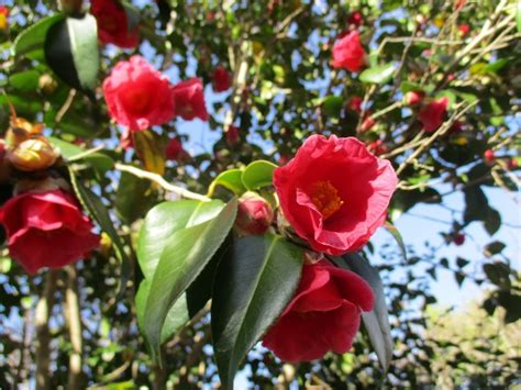 CAMELLIA 京日記 花がたみ