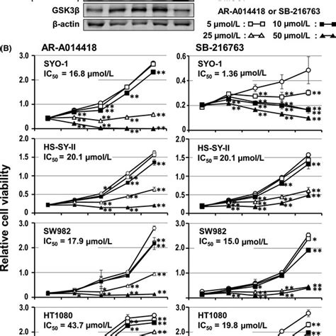 Expression And Phosphorylation Of Glycogen Synthase Kinase‐3β Gsk3β