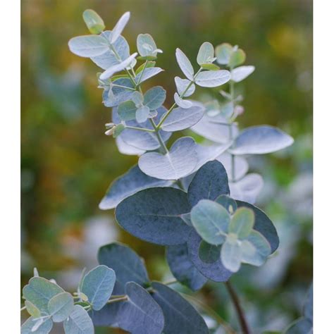 Eucalyptus Gunnii