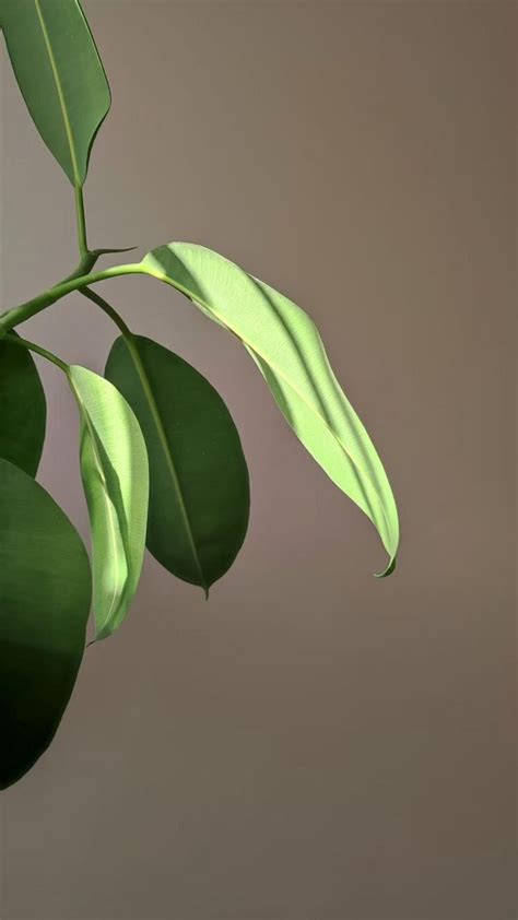 Pin By Лесная On Ваши пины Green Aesthetic Wallpaper Backgrounds Aesthetic Vintage 90s Purple