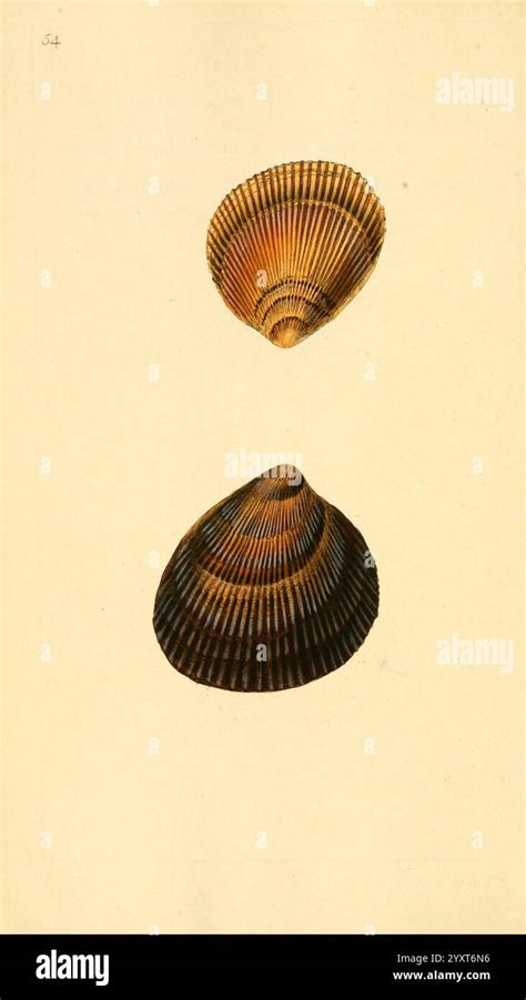 The Natural History Of British Shells V 1 3 London Printed For The Author And For F C