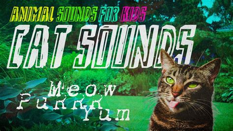 Cat Sounds Quiz Meow Purr Hiss… Youtube