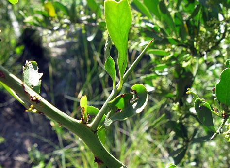 Thorns Spines And Prickles Wikipedia