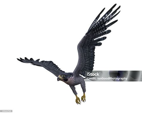 페레그린 팔콘이 먹이를 잡기 위해 몸을 움츠러든다 클리핑 패스가 있는 흰색에 격리된 3d 그림입니다 3차원 형태에 대한 스톡