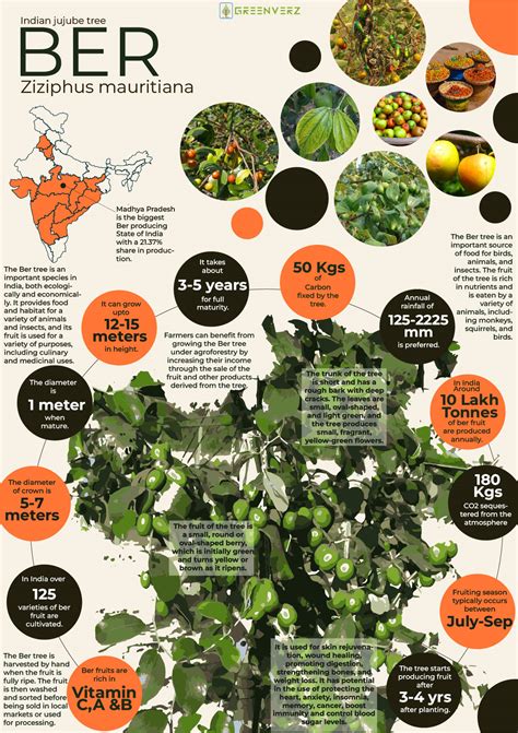 Infographics Of Ber Tree Greenverz