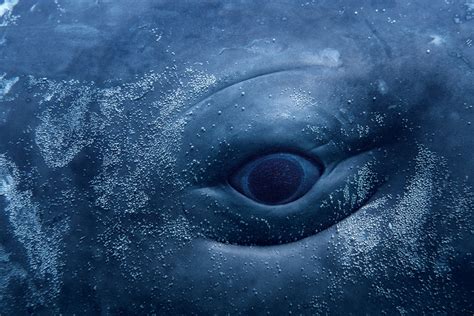 Lessons From A Whales Eye First Person New England