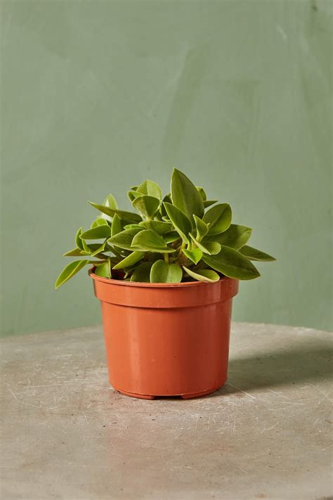 Peperomia Limey Pixie