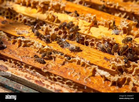 Frames Of A Beehive Close Up View Of The Opened Hive Body Showing The Frames Populated By Honey
