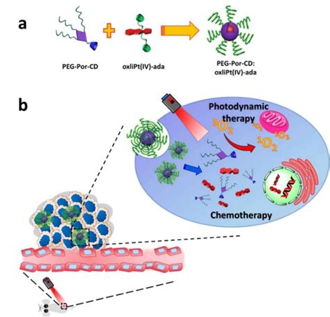 A Oxliptiv Ada Nanoparticle Schematic Illustration For The