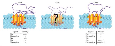 Schematic Of The Human Complement Anaphylatoxin Receptor Structure A Download Scientific