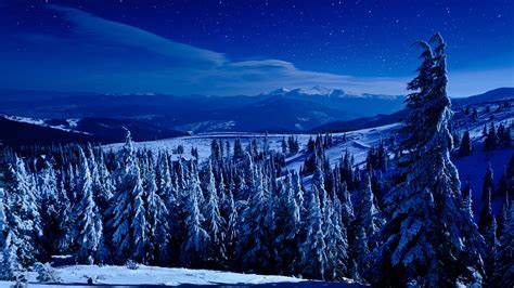 Snowy Forest At Night