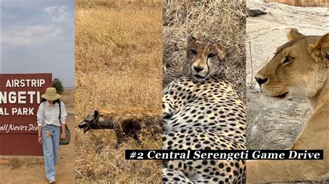 🇹🇿 중부 세렝게티 여행 Vlog 탄자니아 여행 • 게임 드라이브 • 아프리카 사파리 여행 Youtube