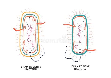 Differences Between Gram Positive And Gram Negative Bacteria Stock