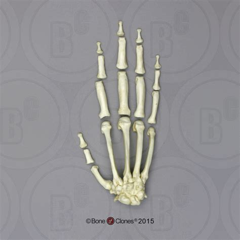 Male Chimpanzee Hand Semi Articulated Bone Clones Osteological