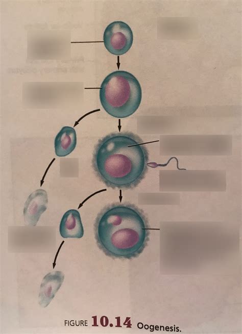 Female Reproductive System Page 173 Oogenesis Diagram Quizlet