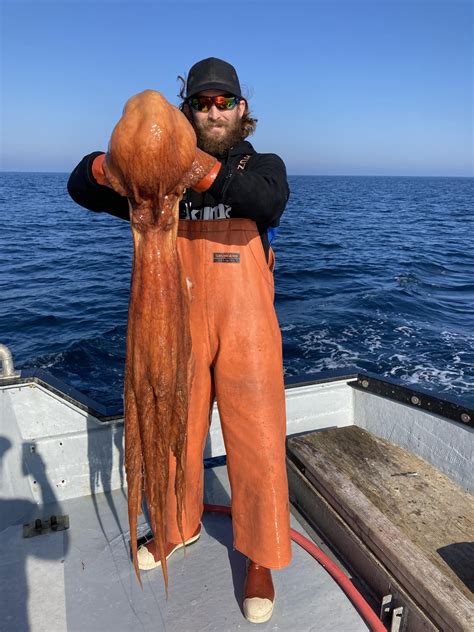 Giant Pacific Octopus Released Right After This Photo You Guys Ever