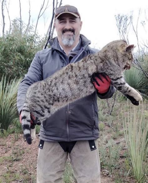 Til Feral Cats In Australia Are Evolving Into Gigantic Mega Cats R