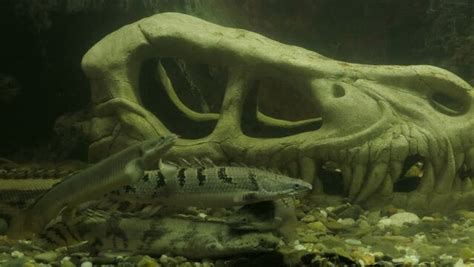 Polypterus Images Parcourir 106 Le Catalogue De Photos Vecteurs Et