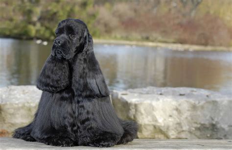 American Cocker Spaniel Breed Information Stats Photos And Videos