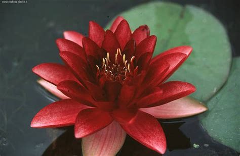 Red Water Lily Beautiful Flowers Lily Water Lilies
