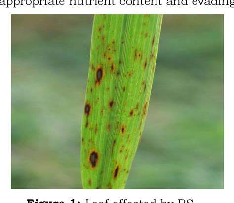 Figure 1 From Paddy Crop Disease Detection Using Deep Learning Semantic Scholar