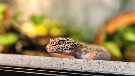 Leopard Gecko Habitat Temperature
