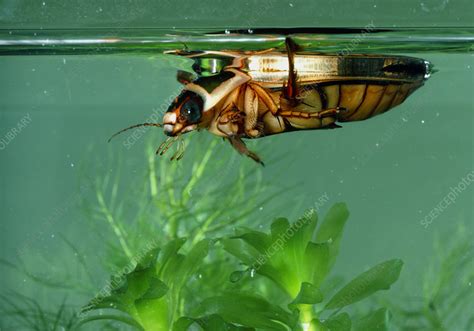Great Diving Beetle Stock Image Z332 0116 Science Photo Library