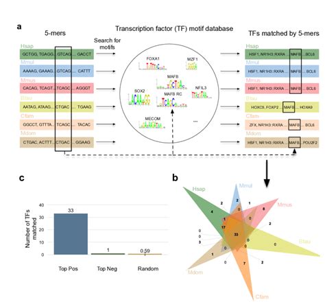 The Dna Sequence Patterns Most Predictive Of Liver Activity Across