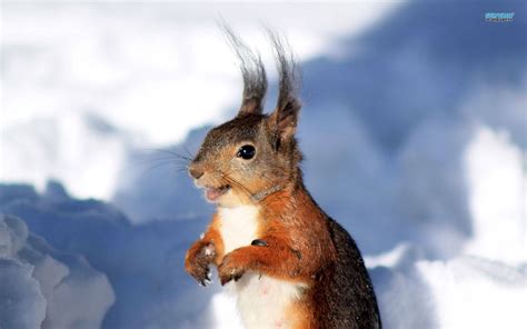 Download Squirrel And Snow Wallpaper