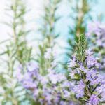 Salvia Nemorosa Bumbleberry Sage Uses Design Ideas Care