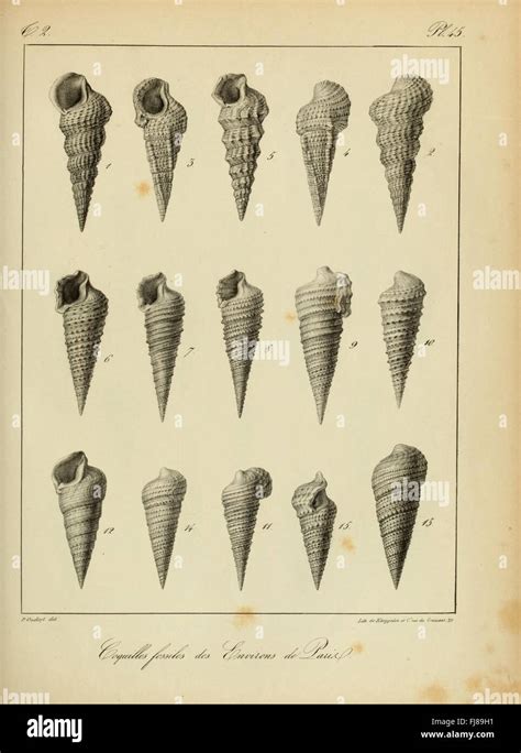 Description Of Fossil Shells Found Near Paris Bivalves Fossil Harvard University Mcz Ernst