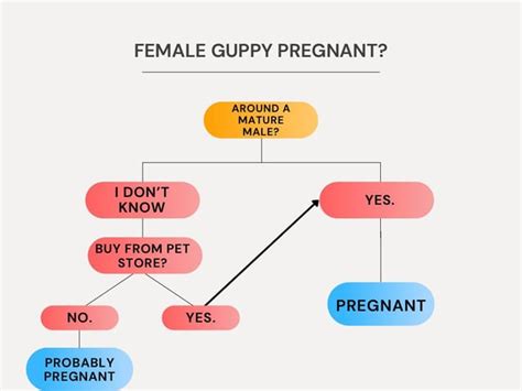 Pregnant A Sort Of Semi Accurate Flow Chart R Guppies