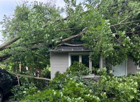 Tree Clean Up Service Canandaigua NY Free Estimates