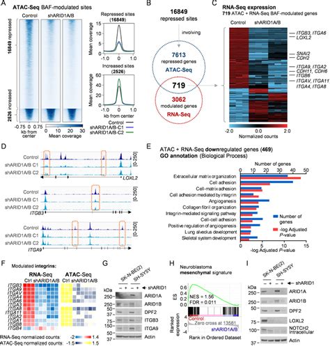 Genome Wide Repression Of Chromatin Accessibility After Baf Disruption