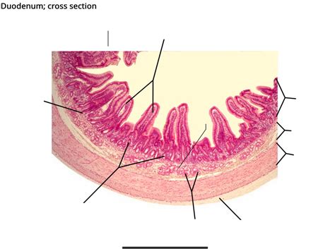 Duodenum Cross Section Histology Diagram Quizlet
