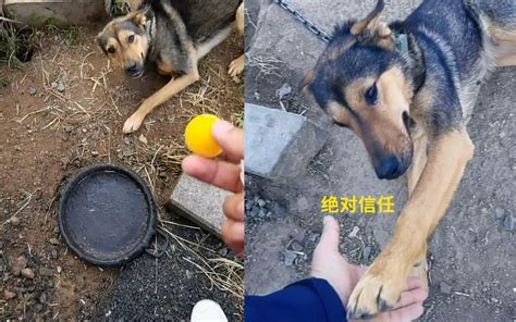 男子每天投喂鸡蛋黄给单位院子的看门狗一人一狗在时间的洪流中逐渐默契 哔哩哔哩