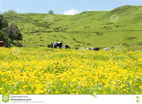 Hereford Cattle Grazing A Field Of Yellow Stock Image Image Of Black