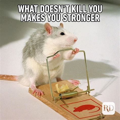 Bf Memes Cute Memes Funny Memes Social Media Business Social Media Post Mice Prevention