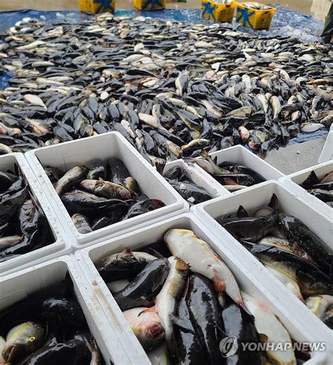 동해안 오징어 대신 복어만 가득 연합뉴스