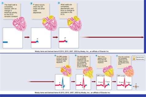 Physiology Of CVS Flashcards Quizlet