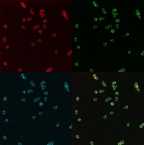 C H Chens Lab Integrated Microfluidic Biotechnology Home