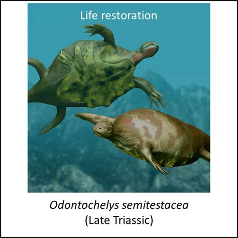 Odontochelys Triassic Turtle