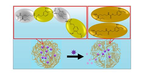 Backbone Degradable Co Polymers For Light Triggered Drug Delivery Acs Applied Polymer Materials