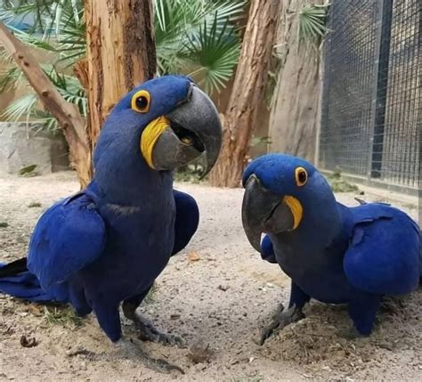 Hyacinth Macaw Parrots Males Females Exotic Global Parrots Farm