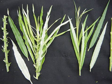 Home Nz Poplar And Willow Trust