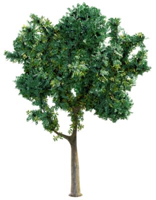 Realistic Tree PNGs For Free Download Realistic Tree PNGs For Free Download