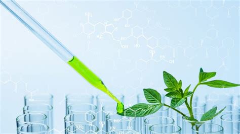 Complementary Base Pairing Definition And Examples Biology Online