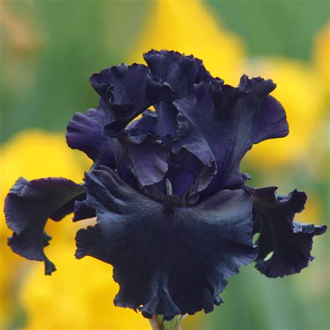 Black Iris Artofit