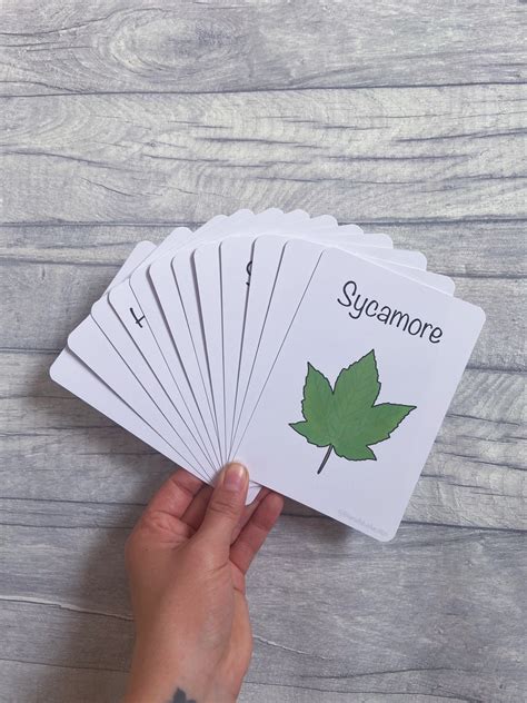 Printable Leaf Flashcards Nature Educational Learning Etsy