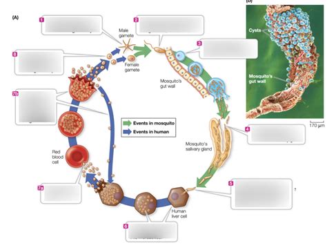 Chapter Origin And Diversification Of Eukaryotes Diagram Quizlet